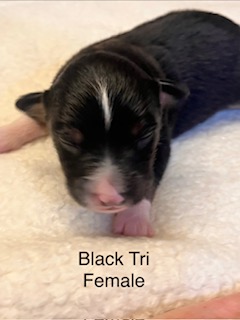 Available Pups | Welcome to CenCal Mini Aussies